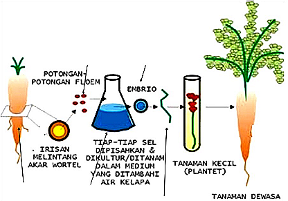Soal 32 | Zenius Education